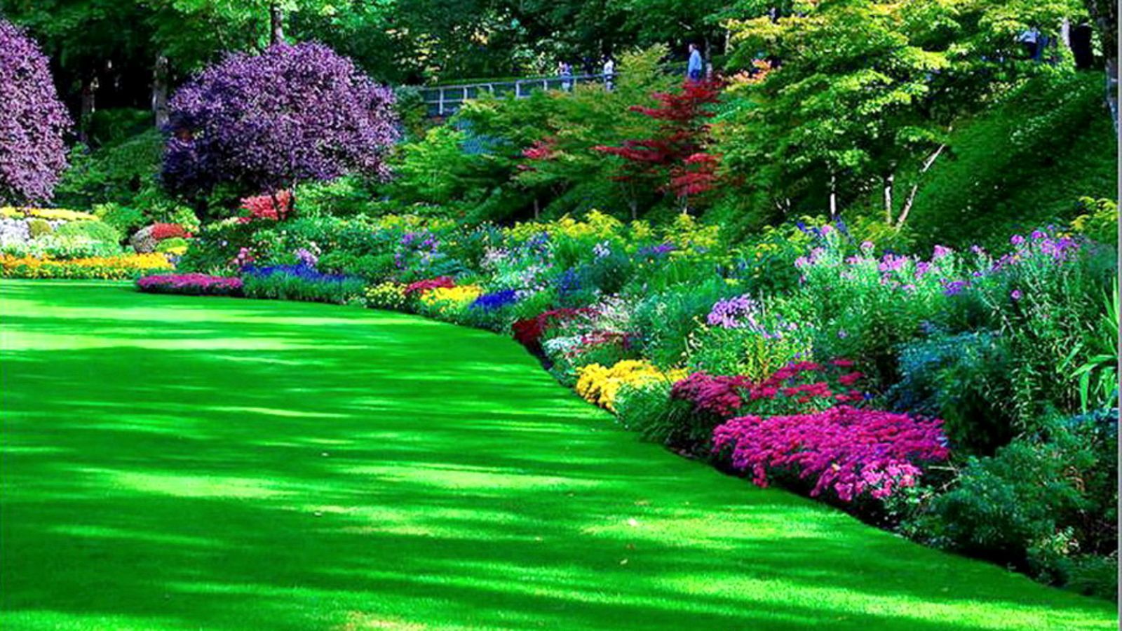 Captain Samourai Flower - Get Professional Advice & Tips